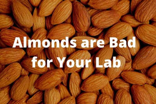 Can Labradors Eat Almonds