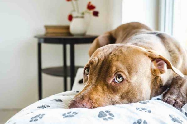 Labrador Behavior: Understanding Your Companion's Actions