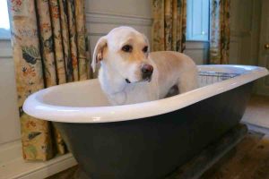 How To Bathe A Labrador