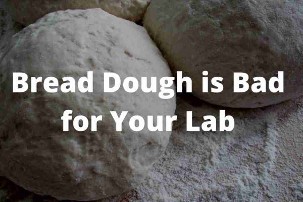 Can Labradors Eat Bread?