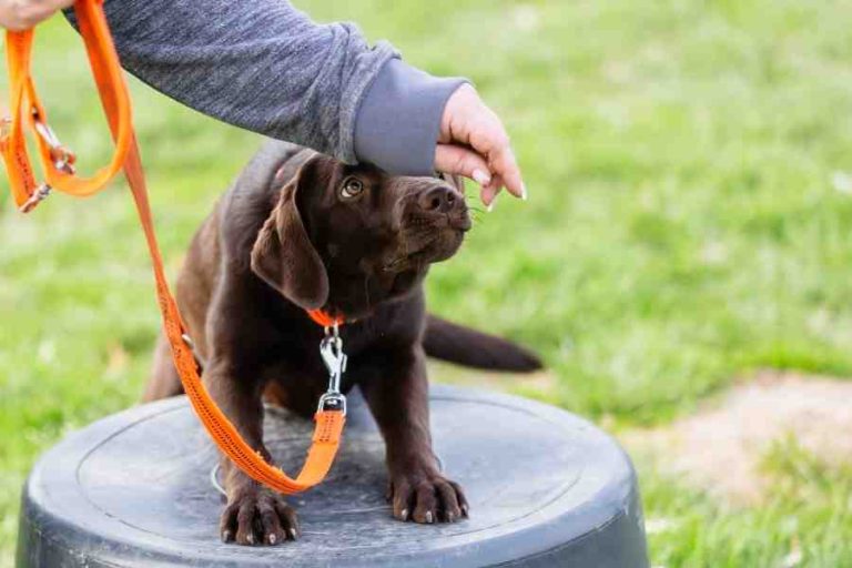 Top 5 Labrador Leashes