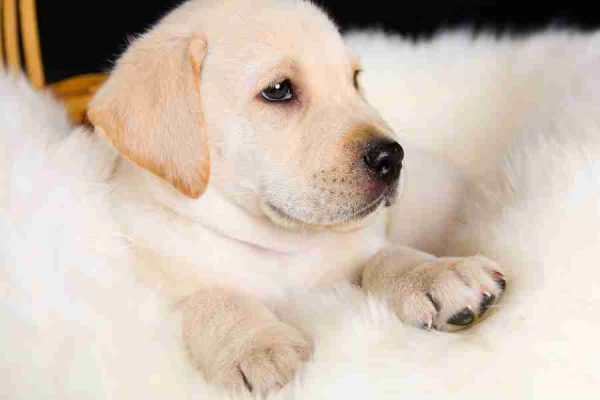 8 Steps To A Healthy Labrador Puppy: Choosing The Right Breeder And More