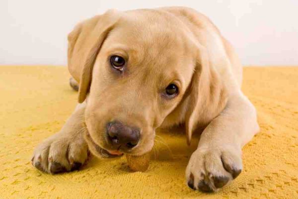 My Labrador Puppy Ate A Dead Bird: Should I Worry?