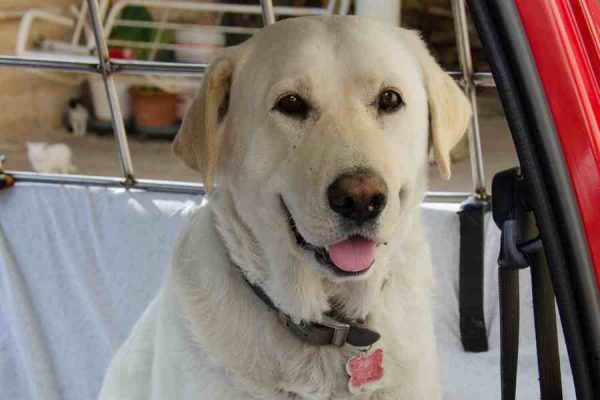 How To Travel With A Labrador