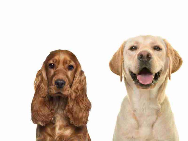 Labrador Vs English Cocker Spaniel