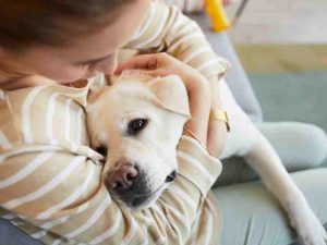 Labrador Retriever Traits And Characteristics