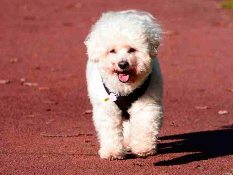 Labrador Retriever Vs. Bichon Frise