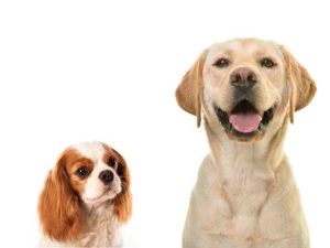 Labradors Vs. Cavalier King Charles Spaniel
