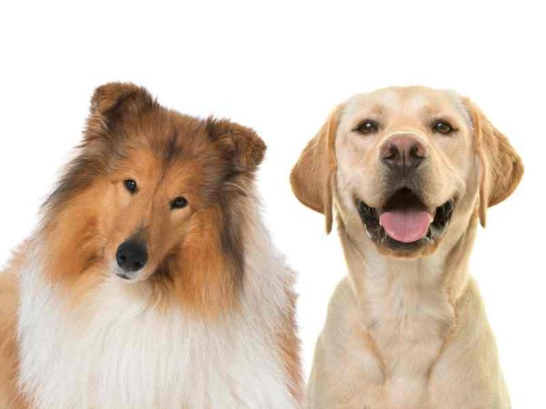 Labrador Retriever Vs. Collie