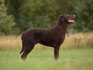 Labrador Retrievers Vs. Curly-Coated Retrievers