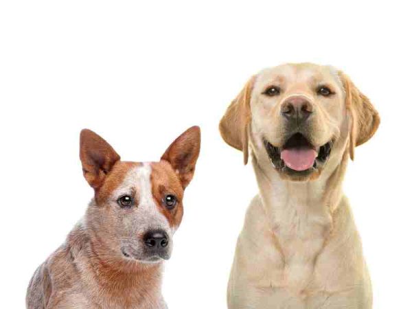Labrador Vs. Australian Cattle Dog