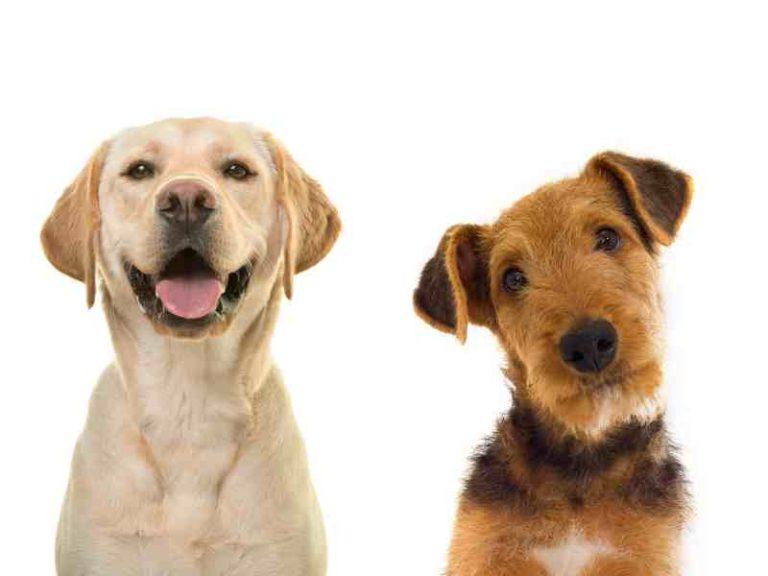 Labrador Vs. Airedale Terrier