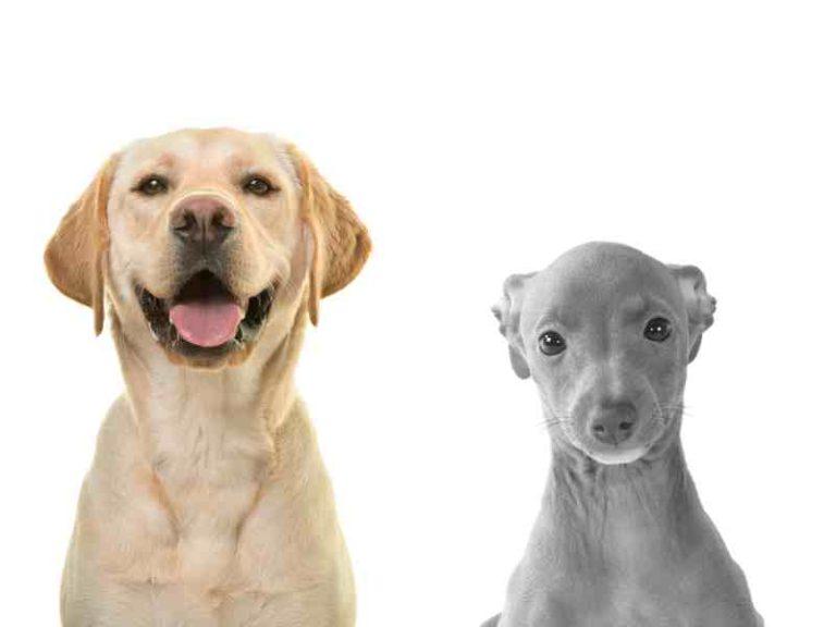 Labrador Vs. Italian Greyhound