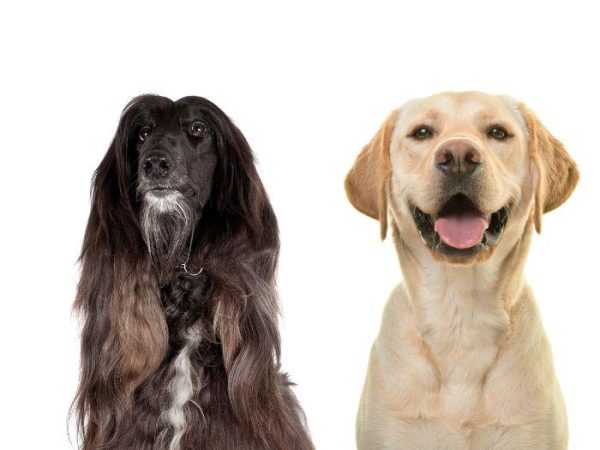 Labrador Vs. Afghan Hound