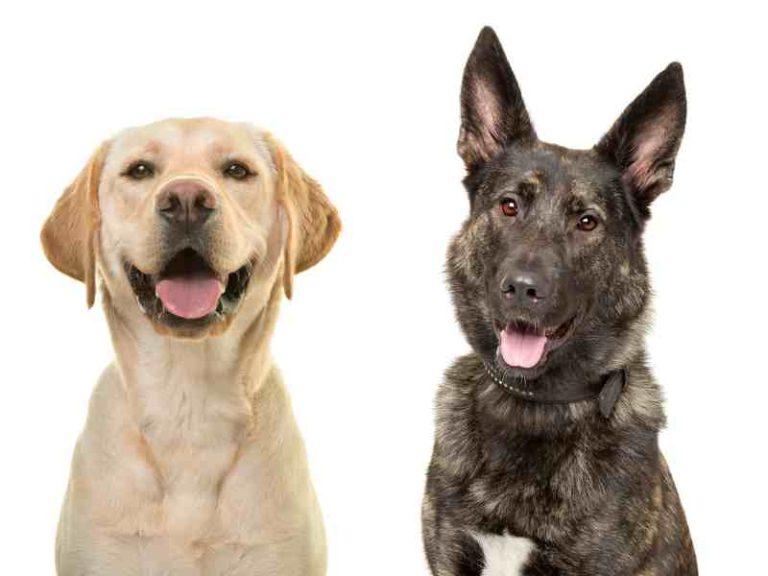 Labrador Vs. Belgian Malinois