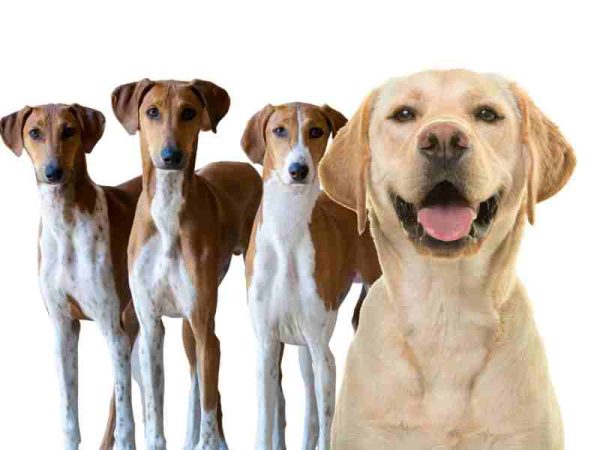 Labrador Vs. Azawakh