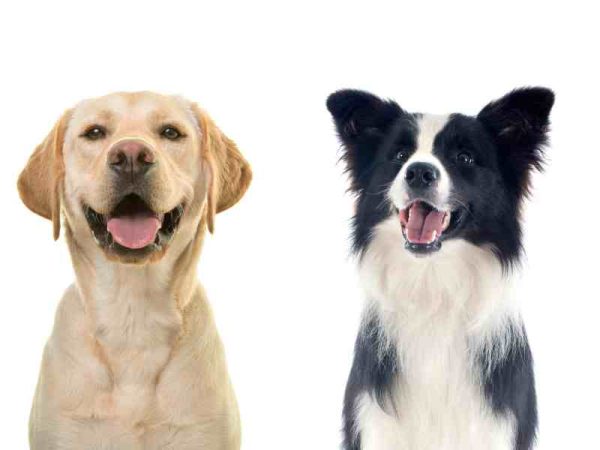 Labrador Vs. Border Collie