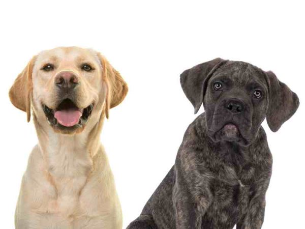 Labrador Retriever Vs. Cane Corso