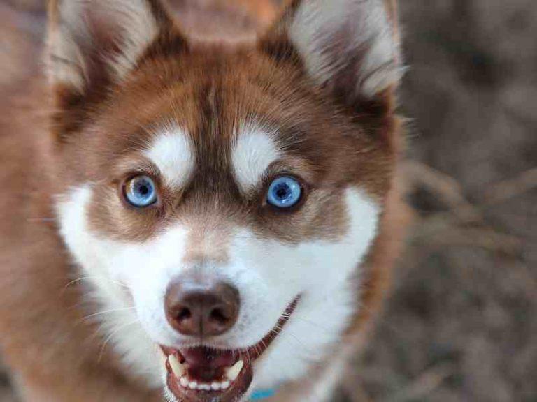 Labrador Retrievers Vs Alaskan Klee Kai
