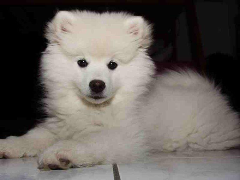 Labrador Retriever Vs. American Eskimo Dog