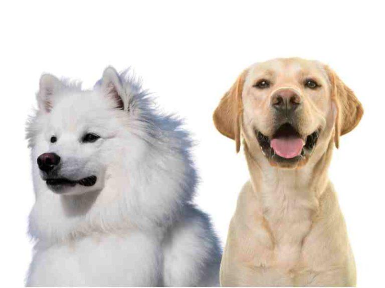 Labrador Retriever Vs. American Eskimo Dog
