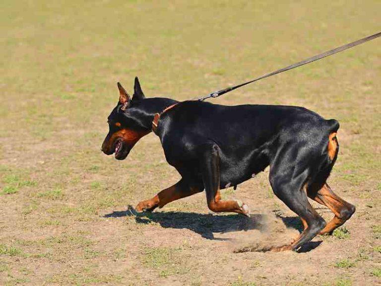 Labrador Retriever Vs. Doberman Pinschers