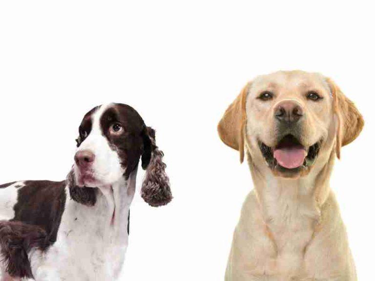 Labrador Vs English Cocker Spaniel