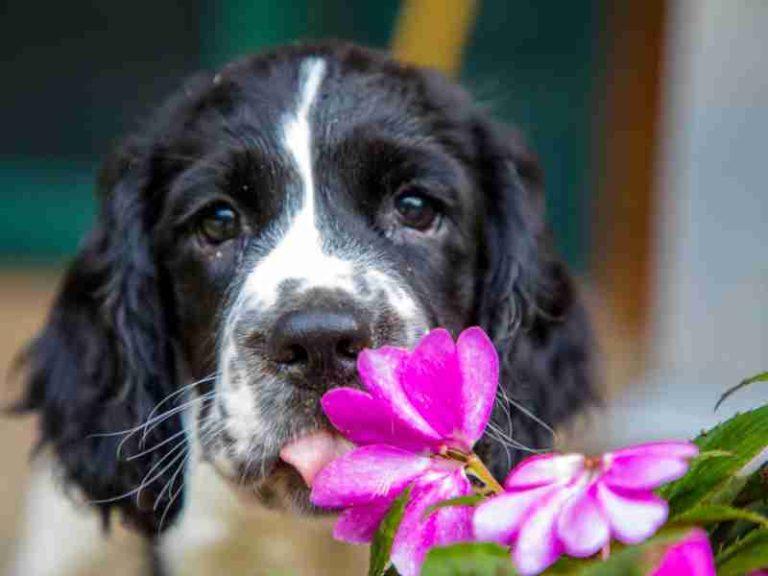 Labrador Retriever Vs. English Springer Spaniel