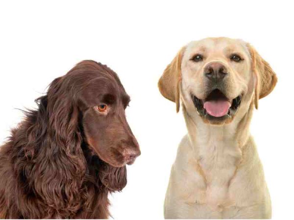 Labrador Retriever Vs Field Spaniel