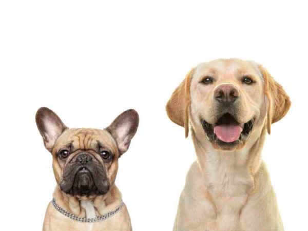 Labrador Retriever Vs. French Bulldog