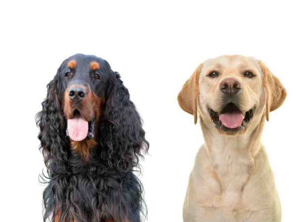 Labrador Retriever Vs. Gordon Setter