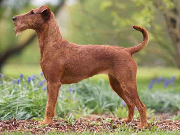 Labrador Retriever Vs. Irish Terrier