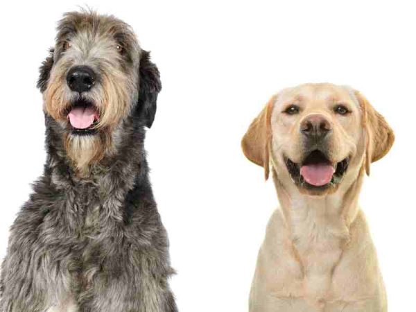 Labrador Retriever Vs Irish Wolfhounds