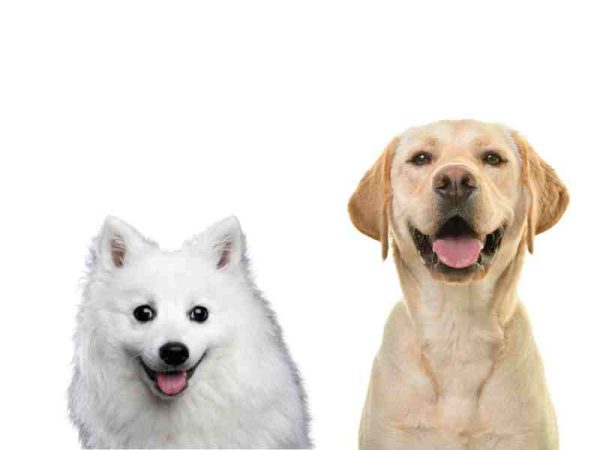 Labrador Retriever Vs. Japanese Spitz
