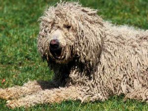 Labrador Retriever Vs. Komondor