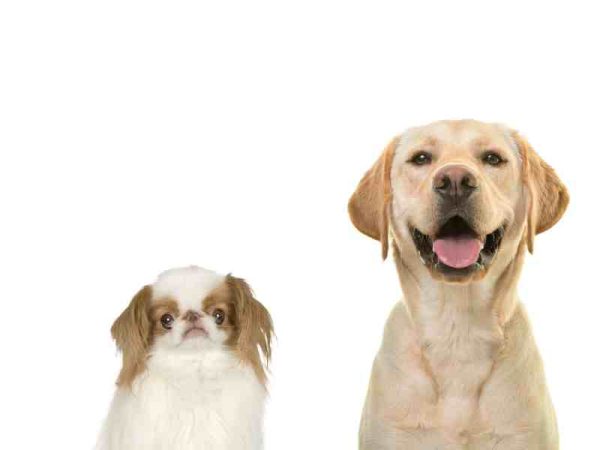 Labrador Retriever Vs Japanese Chin