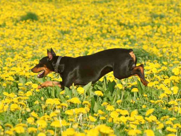 Labrador Retriever Vs. German Pinscher