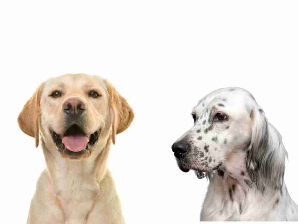 Labrador Retriever Vs. English Setter