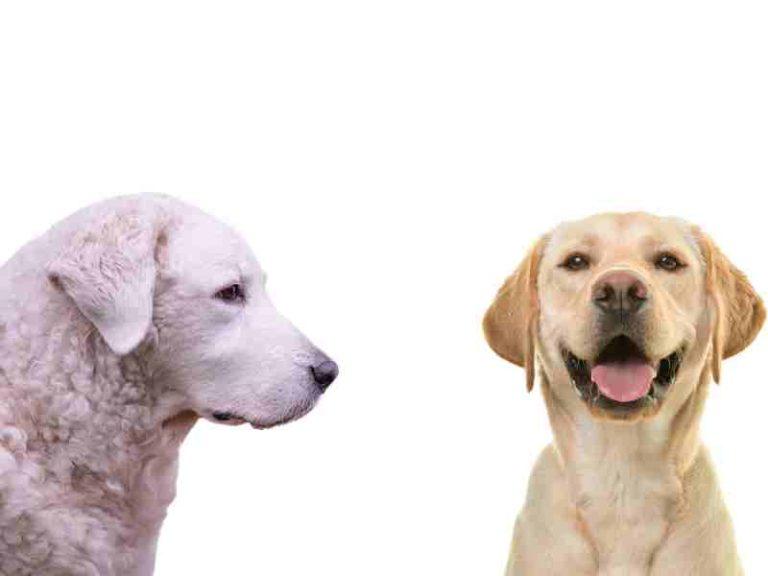 Labrador Retriever Traits And Characteristics