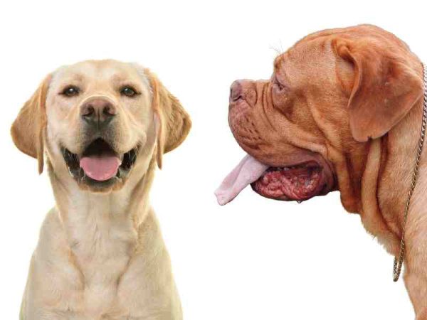 Labrador Retriever Vs. Newfoundland