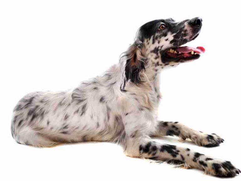 Labrador Retriever Vs. English Setter