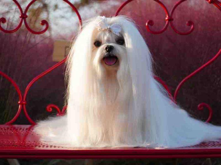 Labrador Retrievers Vs Maltese