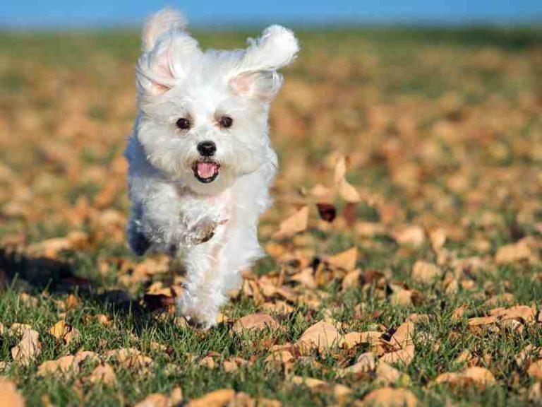 Labrador Retrievers Vs Maltese