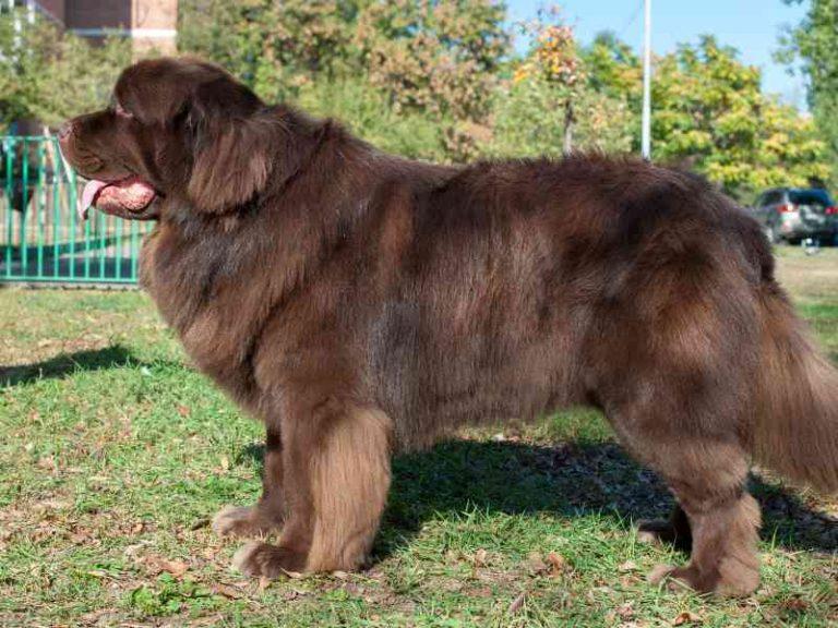 Labrador Retriever Vs. Newfoundland