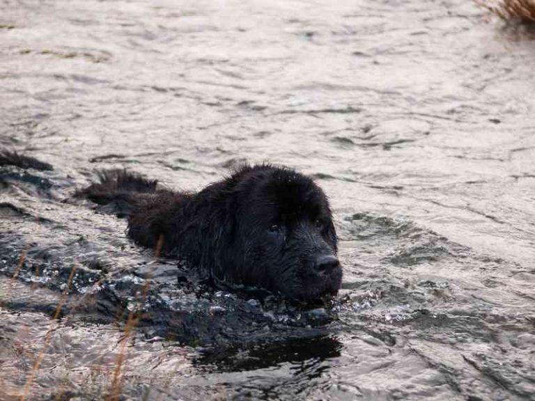 Labrador Retriever Vs. Newfoundland