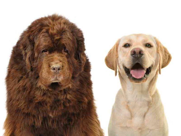 Labrador Retriever Vs. Newfoundland