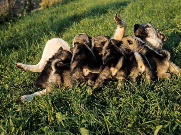 Labrador Retriever Vs. Norwegian Elkhound