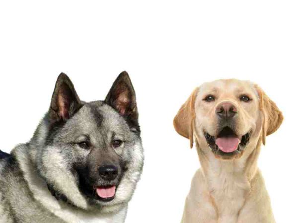 Labrador Retriever Vs. Norwegian Elkhound