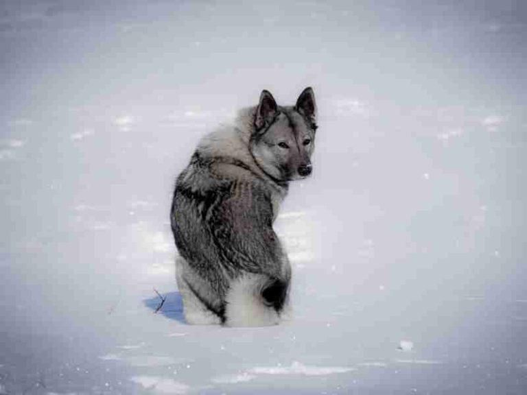Labrador Retriever Vs. Norwegian Elkhound