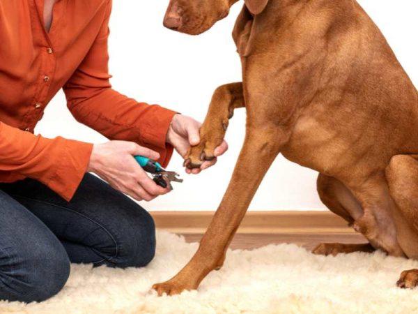 Black Nails On Your Dog